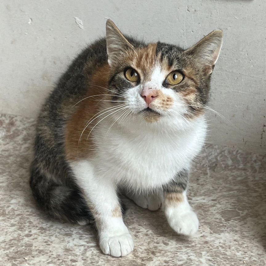 Молодая кошечка