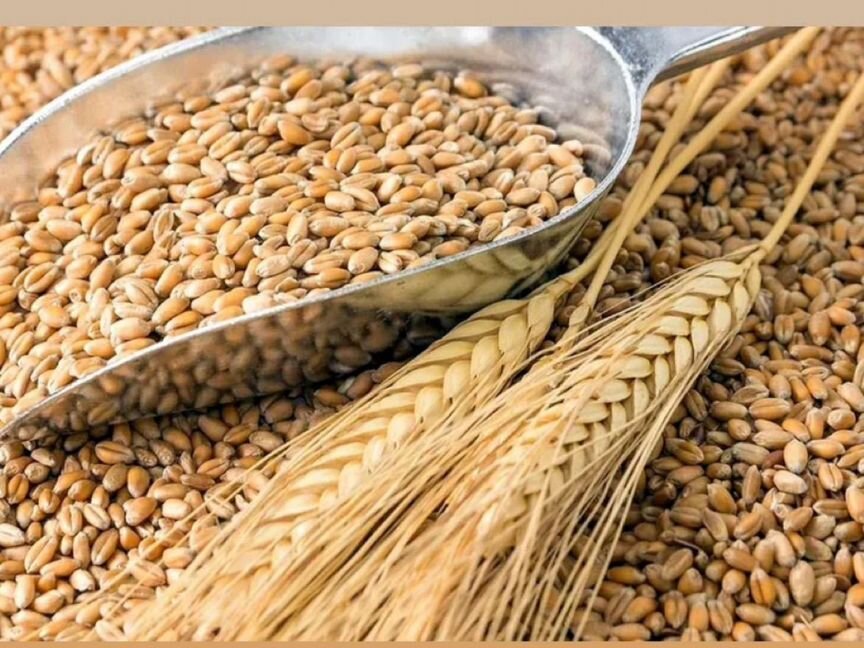 Рожь 300 тонн ячмень 200 тонн