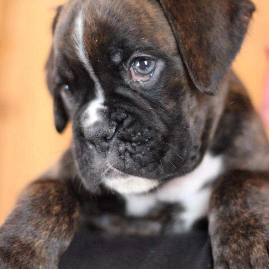 Щенок боксера