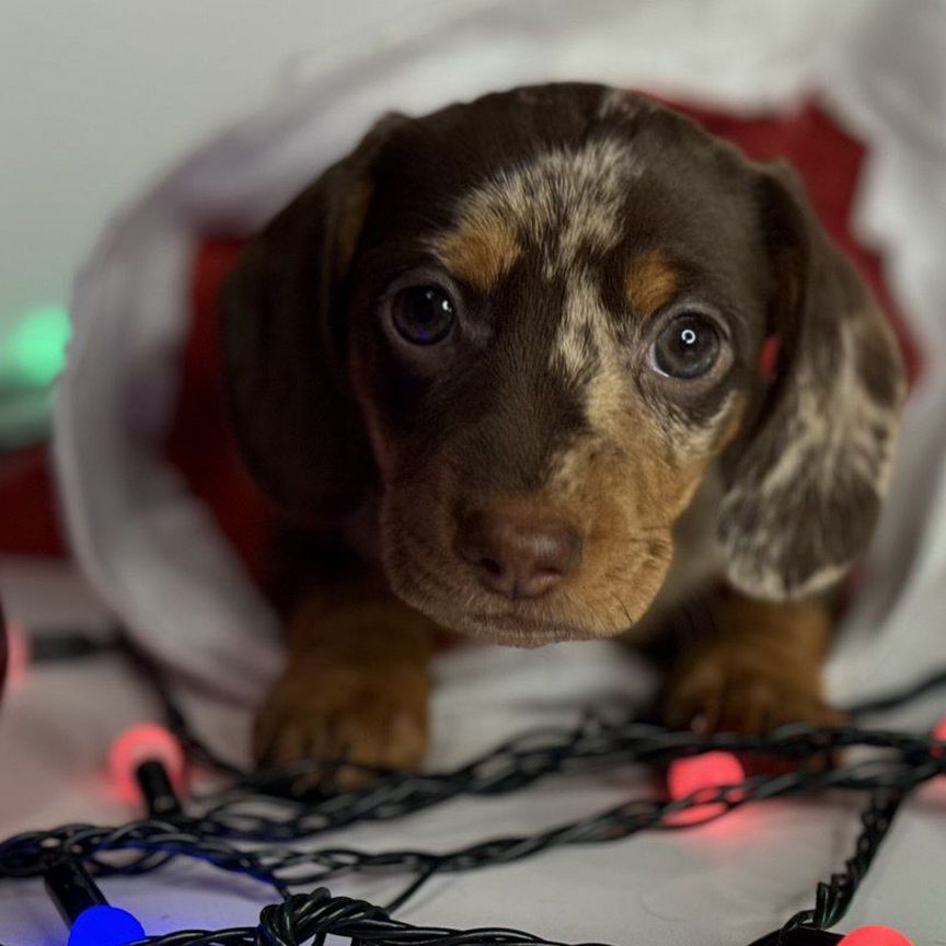 Кроличья такса, щенок