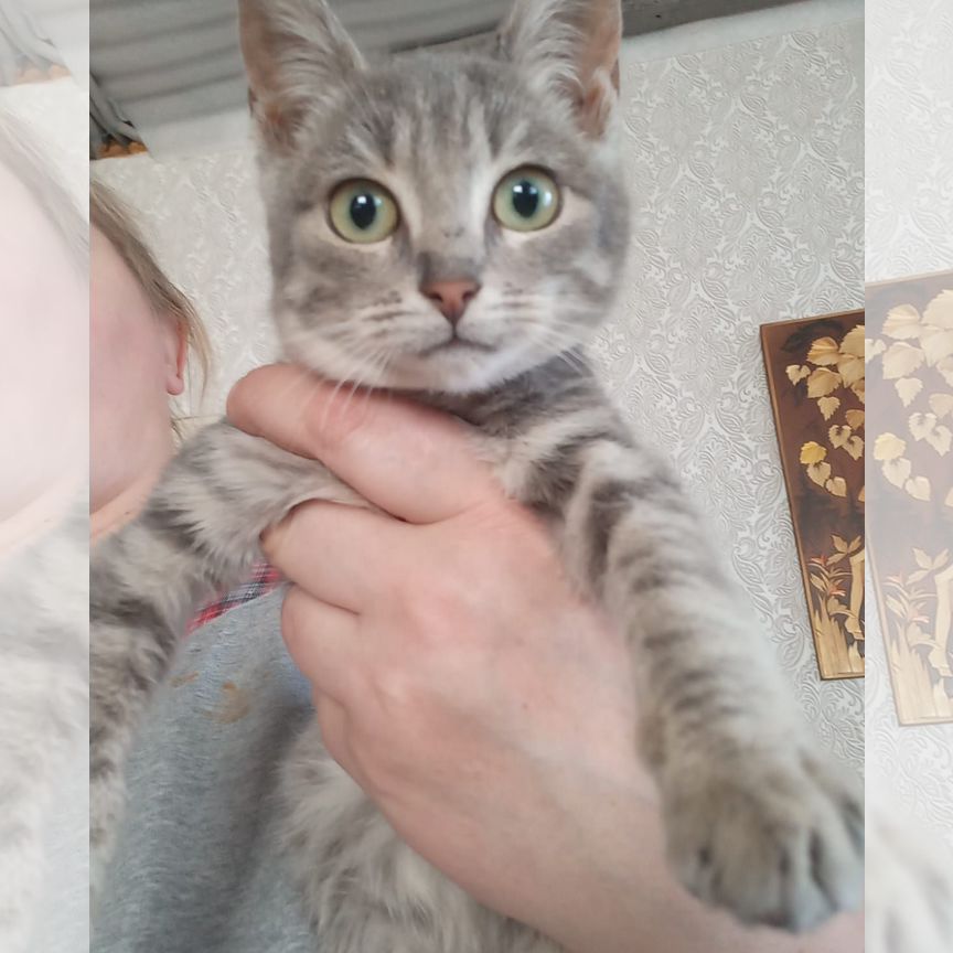 Сибирский котёнок