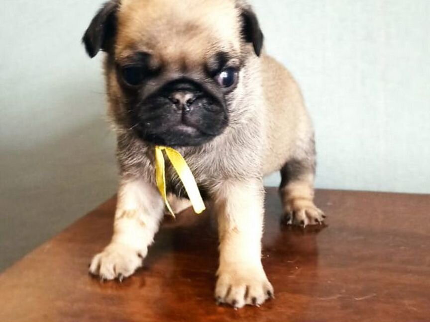 Щенки мопса