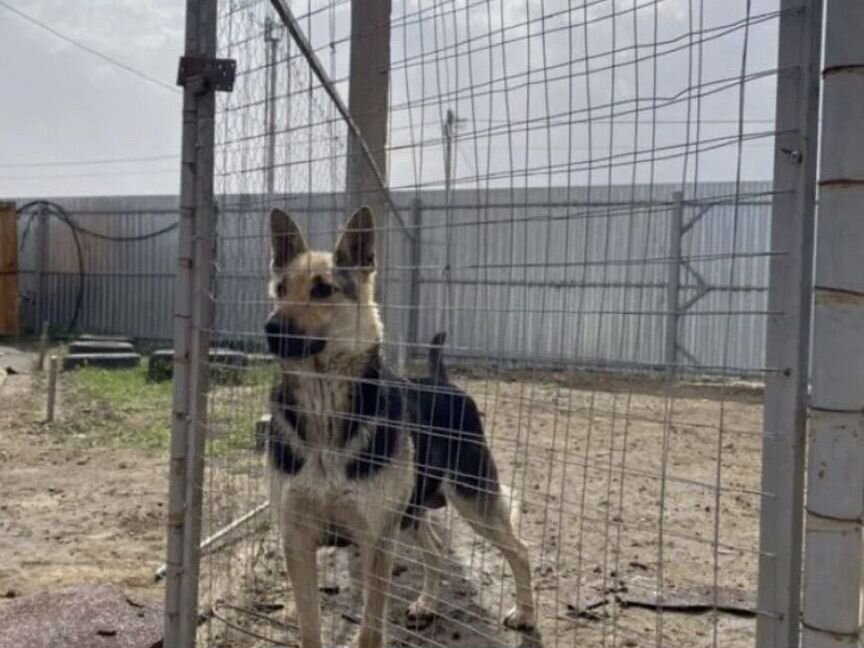 Щенки восточноевропейской овчарки