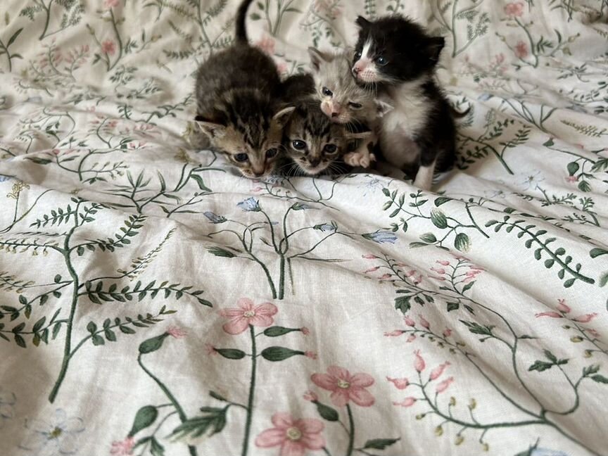 Котята ищут дом