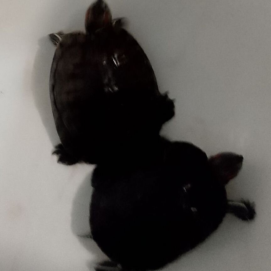 Отдам бесплатно черепах