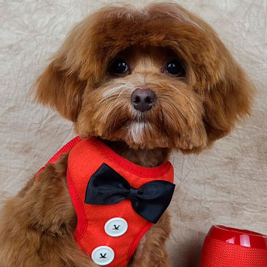 Мальтипу щенок мальчик