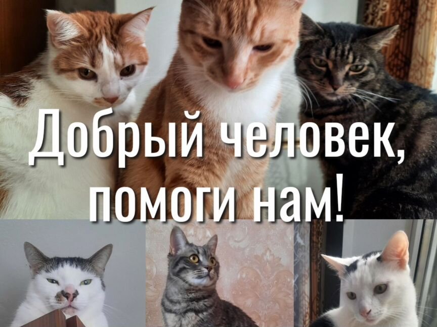 Помощь котикам важное дело