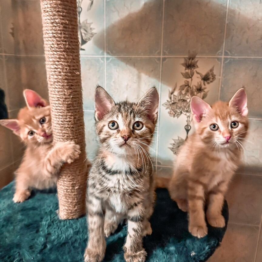 Котята в добрые руки