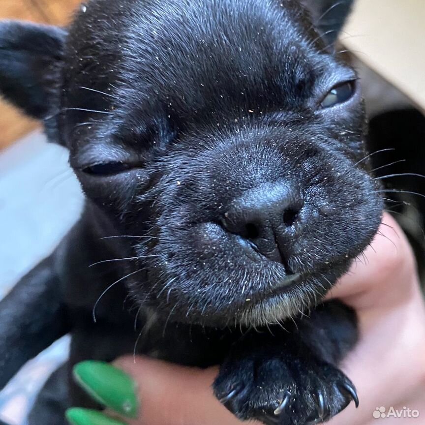 Щенки французуого бульдога