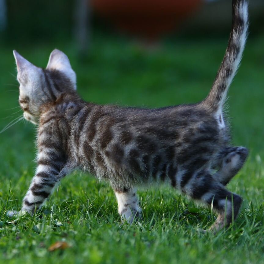 Красивая бенгальская малышка 2,5мес