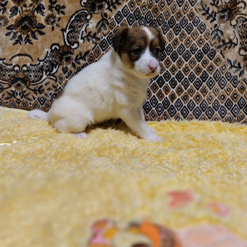 Джек-рассел