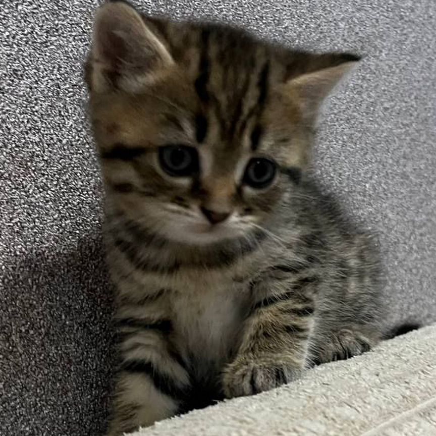 Шотландский прямоухий короткошёрстный котёнок