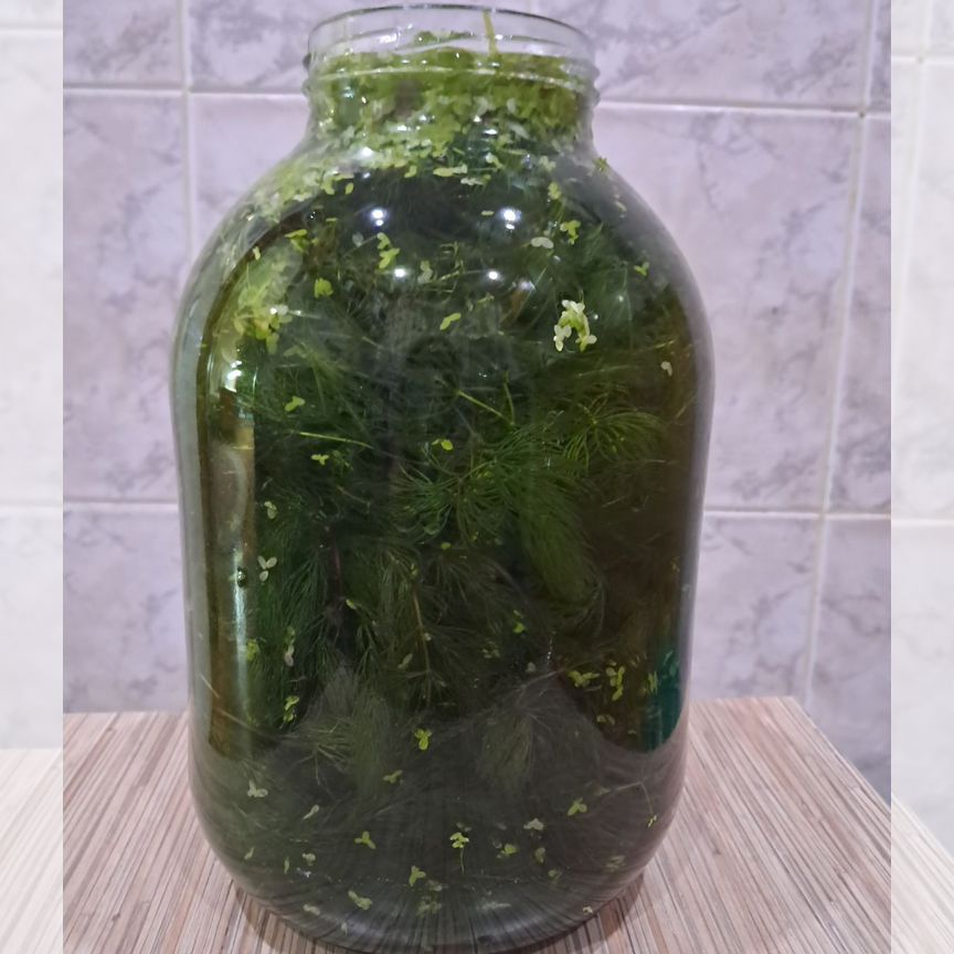 Роголистник в аквариум