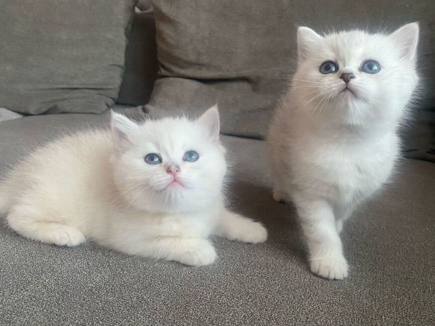 Продам котят серебристой шиншиллы