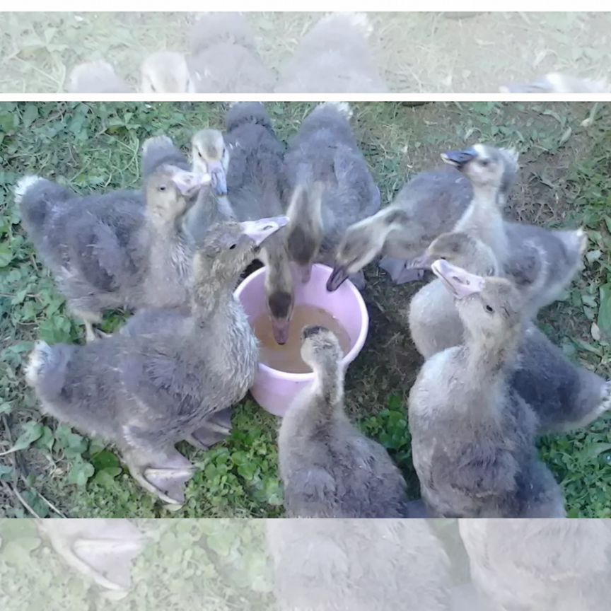 Продам гусей