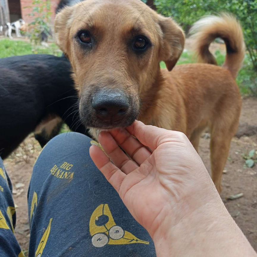 Красотка Фифа