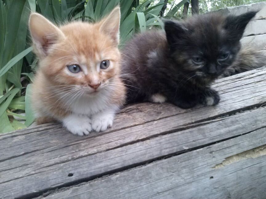 Добрые котята - Добрым людям