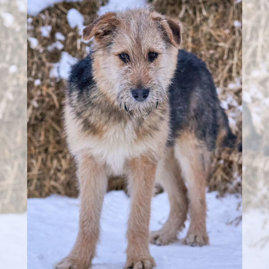 Щенок в добрые руки