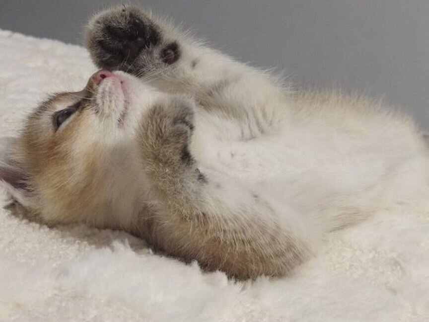 Продам шотландских котят вислоушки