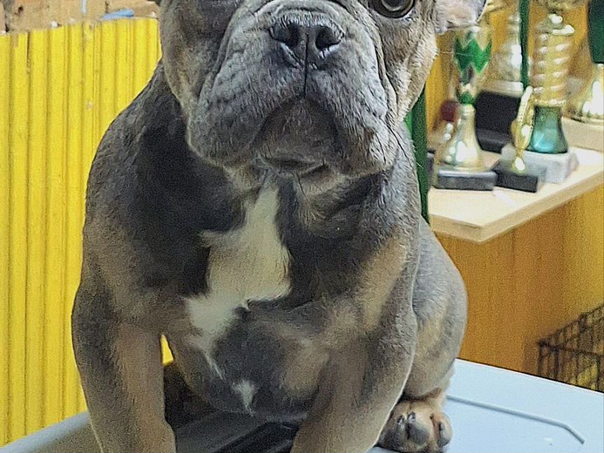 Французский бульдог