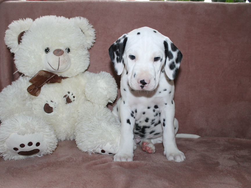 Мальчики далматинчики