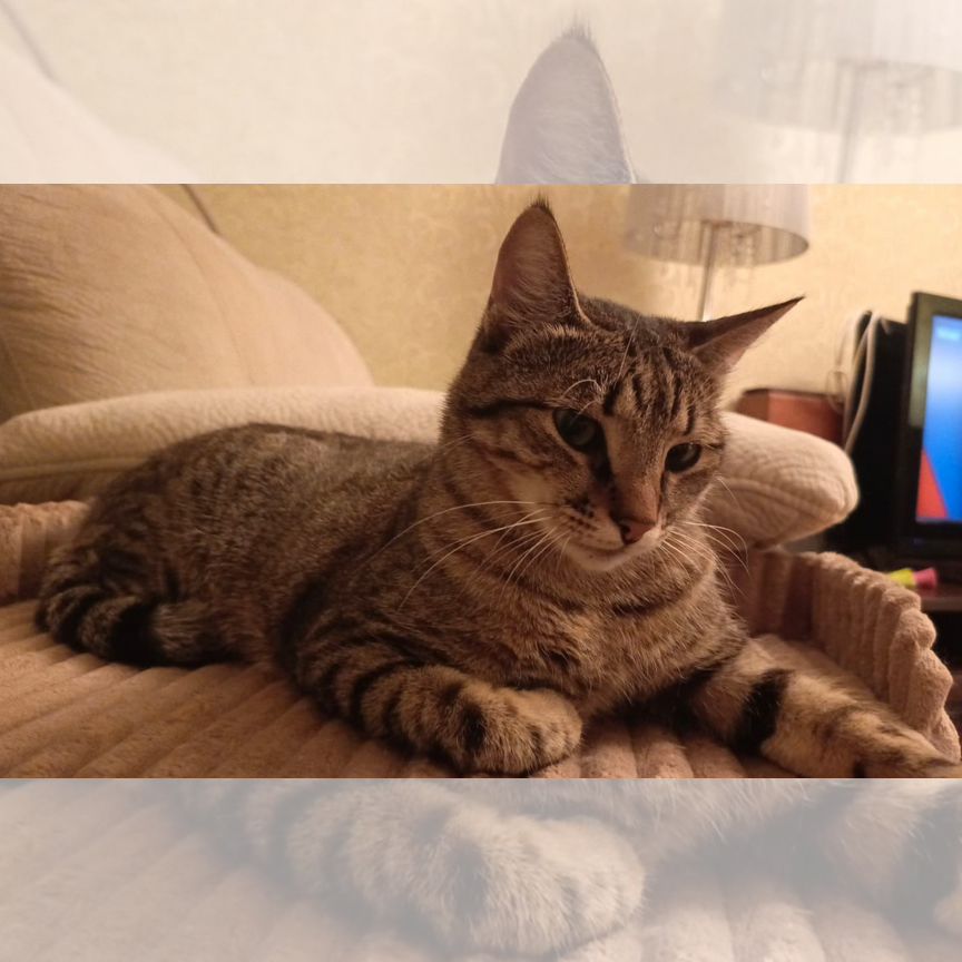 Кошечка, 2,5 года