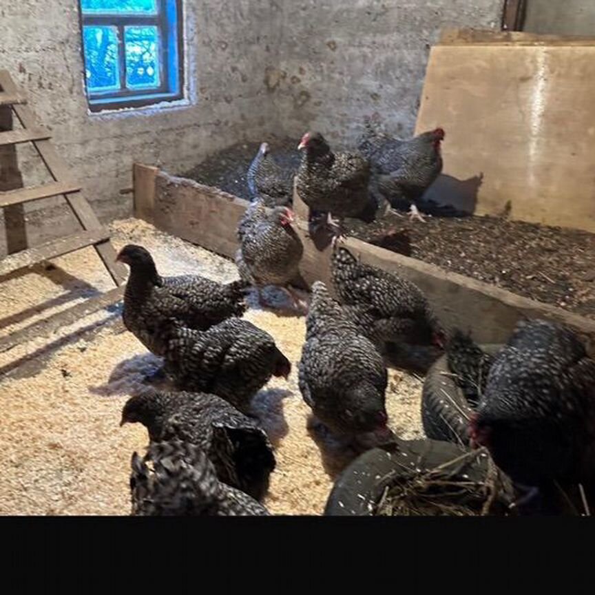 Инкубационное яйцо