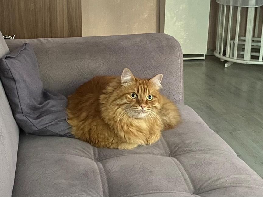 Кот в добрые руки
