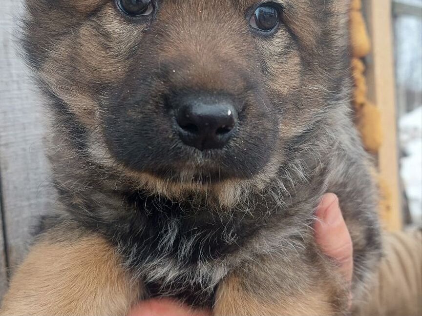 Собака щенок кавказская овчарка