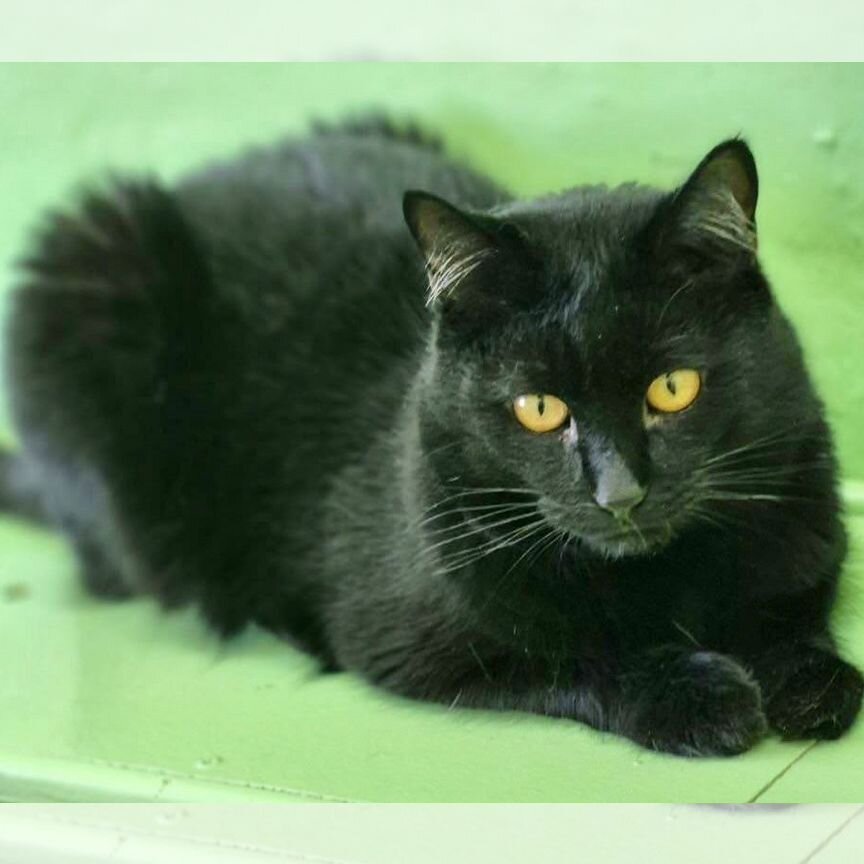 Взрослый кот в добрые руки