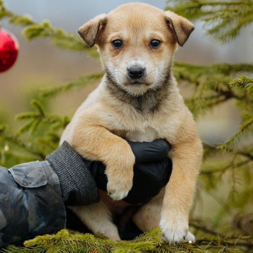 Лабрадор-ретривер, щенок