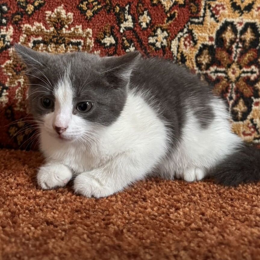 Котёнок в добрые руки