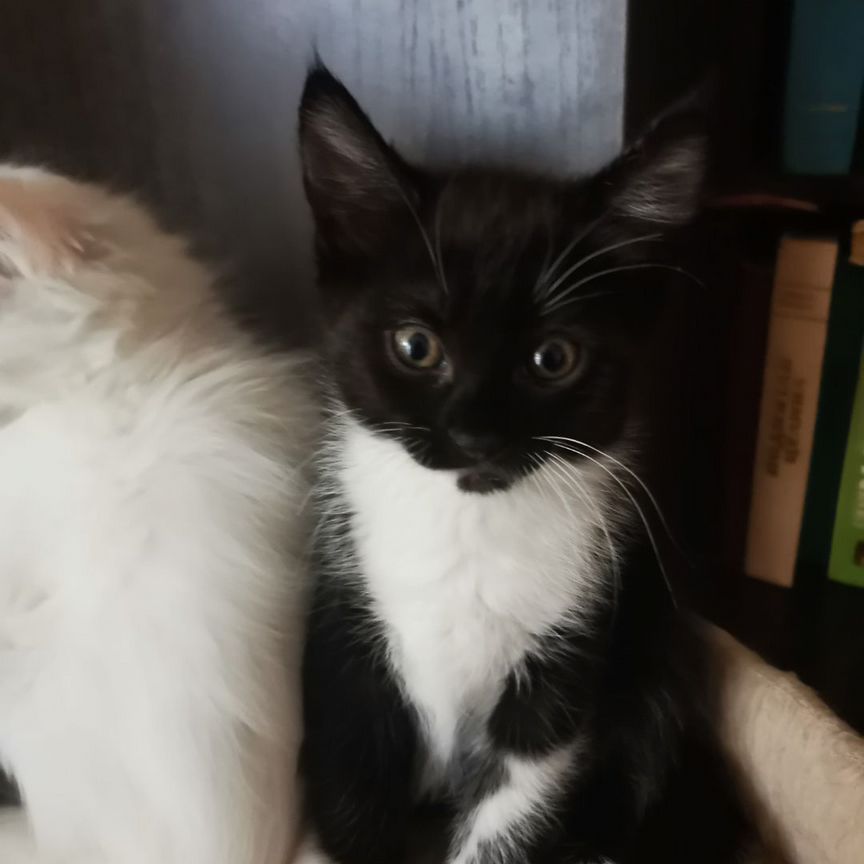 Котята