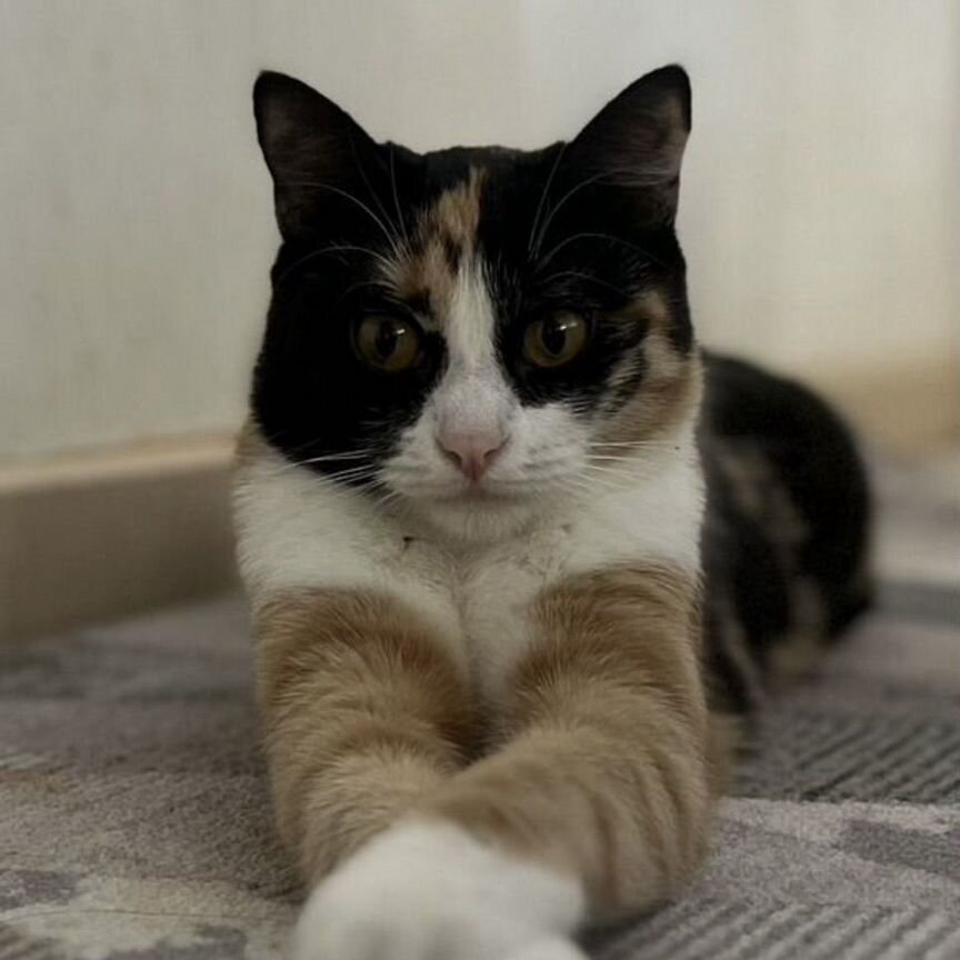 Котята в добрые руки бесплатно
