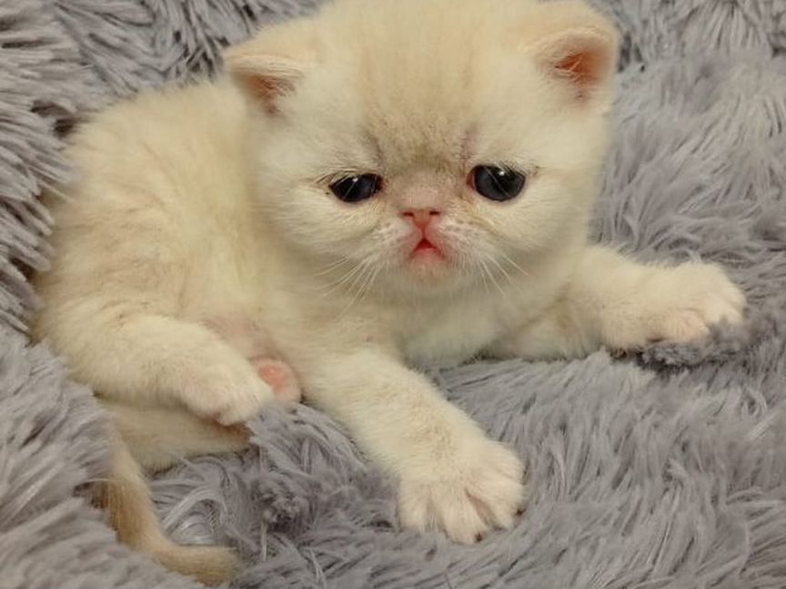 Экзотические котята