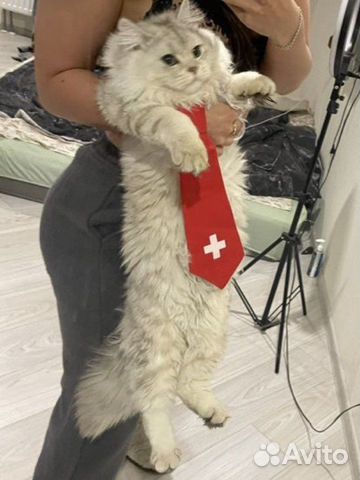 Котик породистый ищет дом