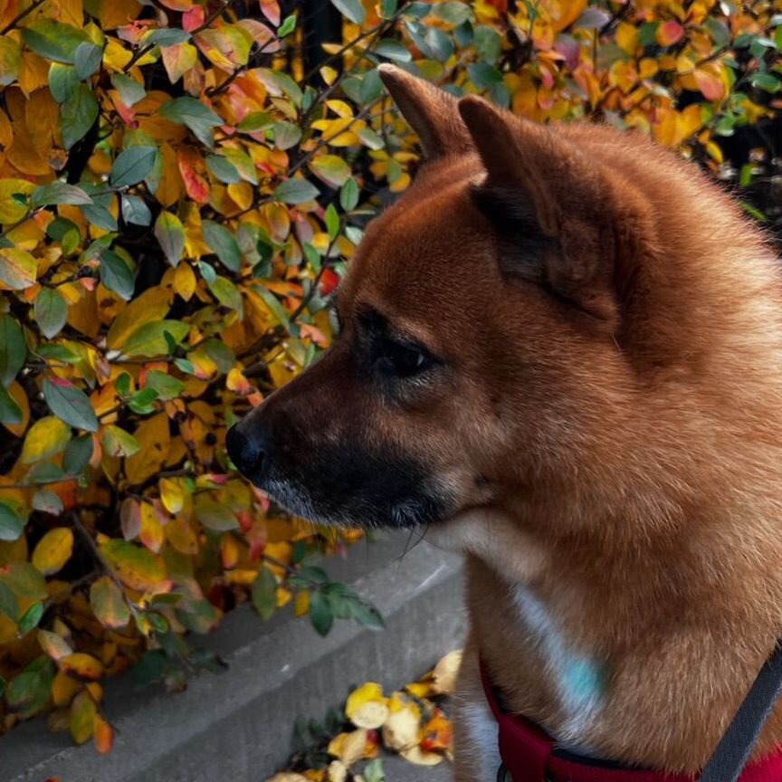 Сиба-ину, взрослый пёс