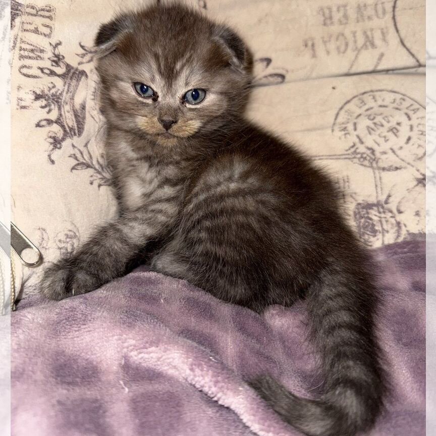 Шотландский вислоухий короткошёрстный котёнок