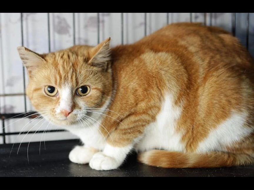 Отдам даром бесплатно в дар котята