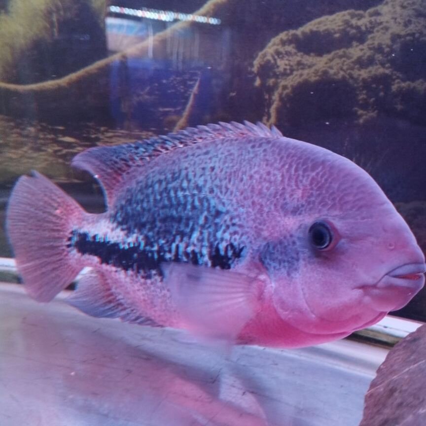 Вьеха гуттулатум