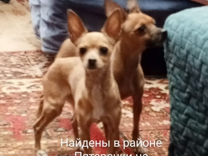 Найдены два тойтерьера