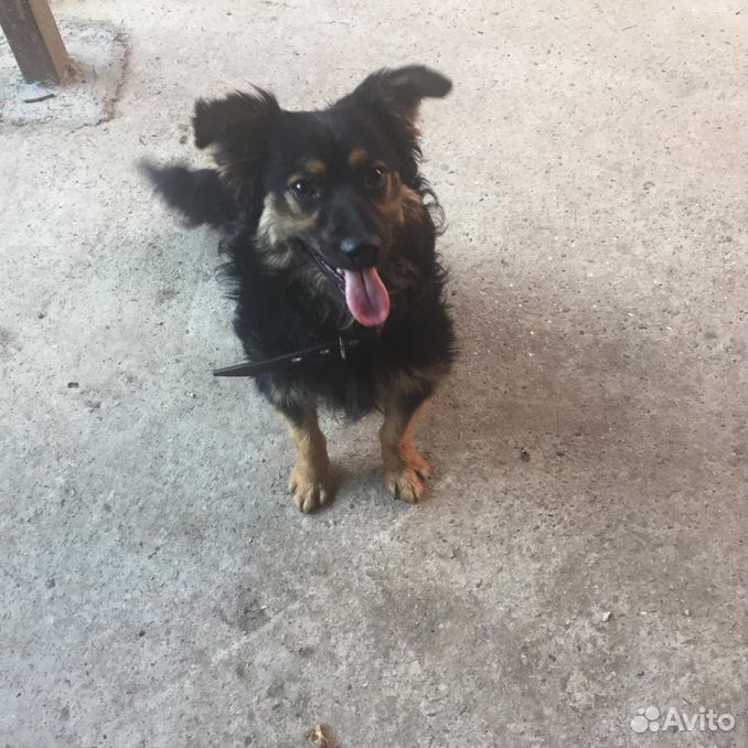 Шикарный щенок-подросточек в добрые руки