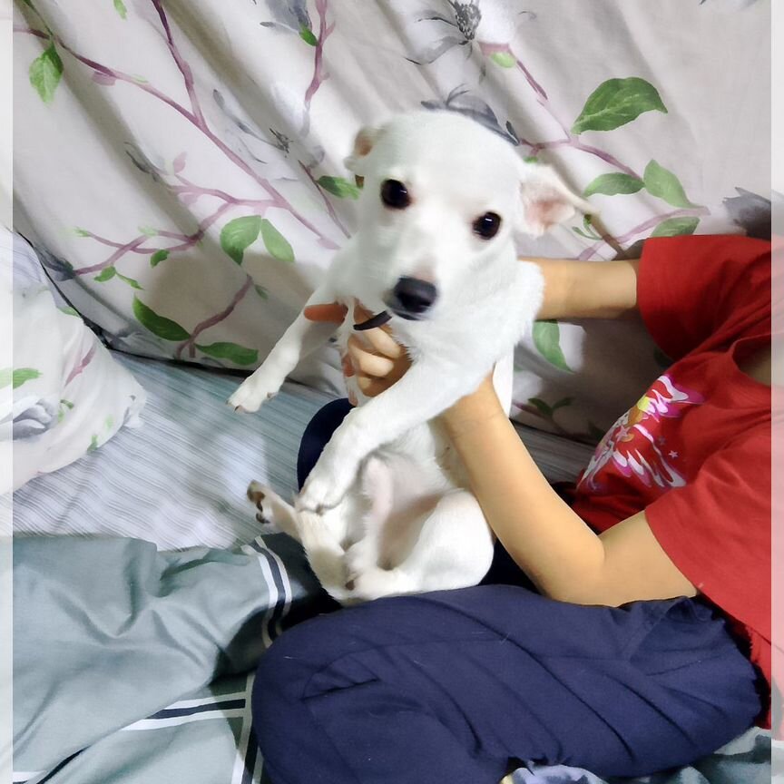 Чихуахуа, щенок