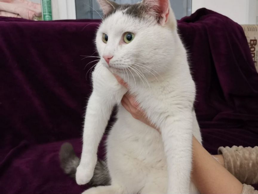 Кот