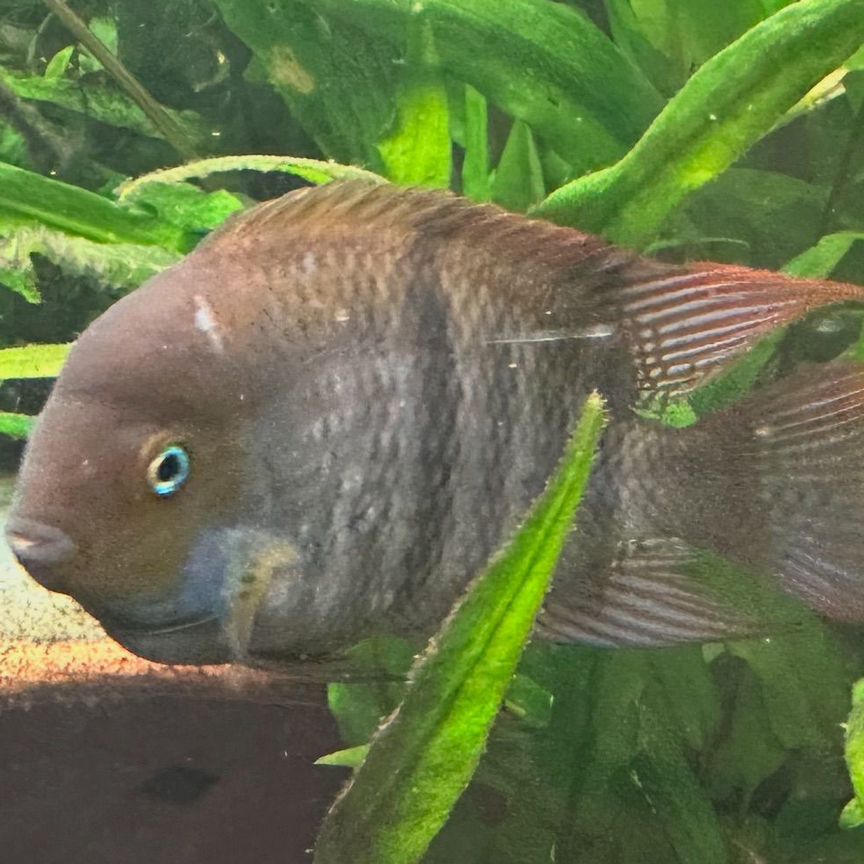 Цихлазома Сэджика