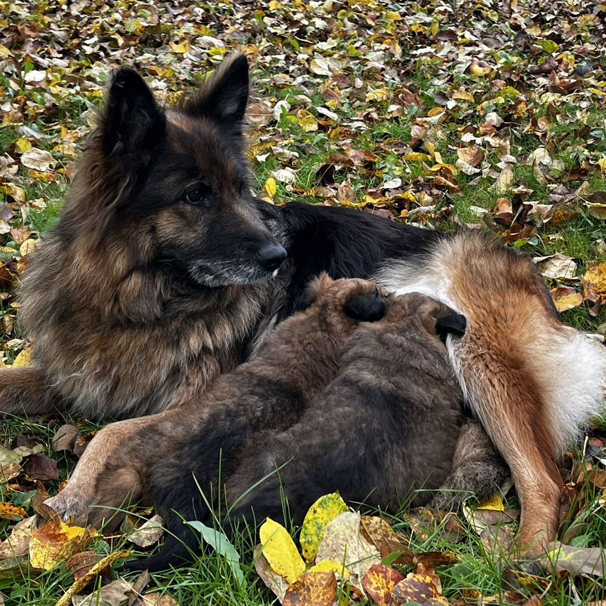 Щенки немецкой овчарки