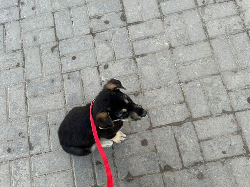 Щенок в добрые руки