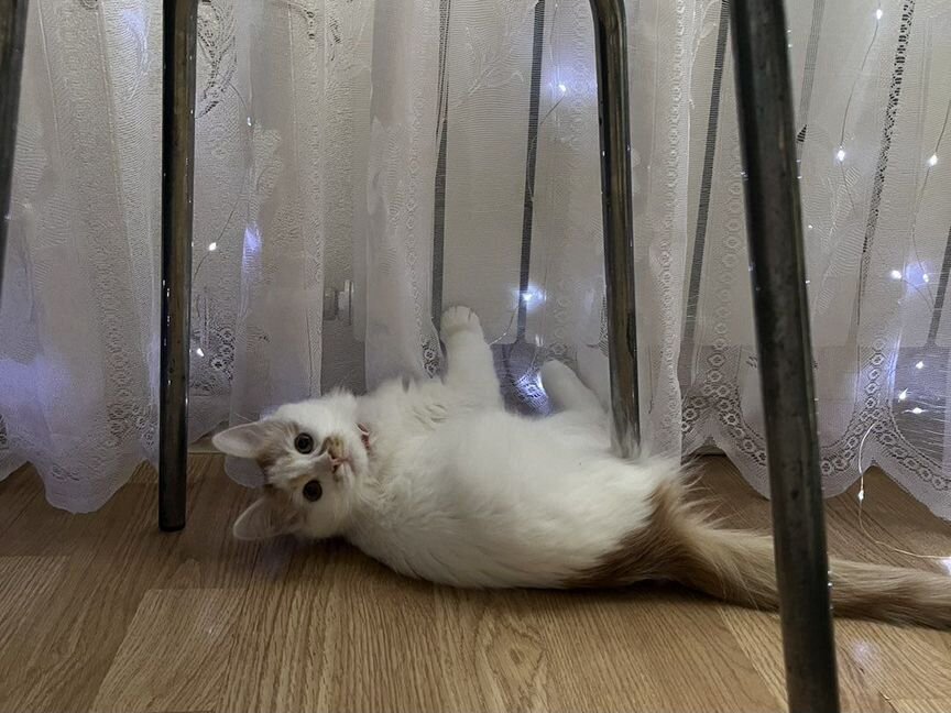 Котенок 4-5 месяцев, девочка