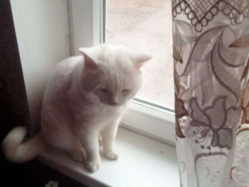 Белый-белый котяра