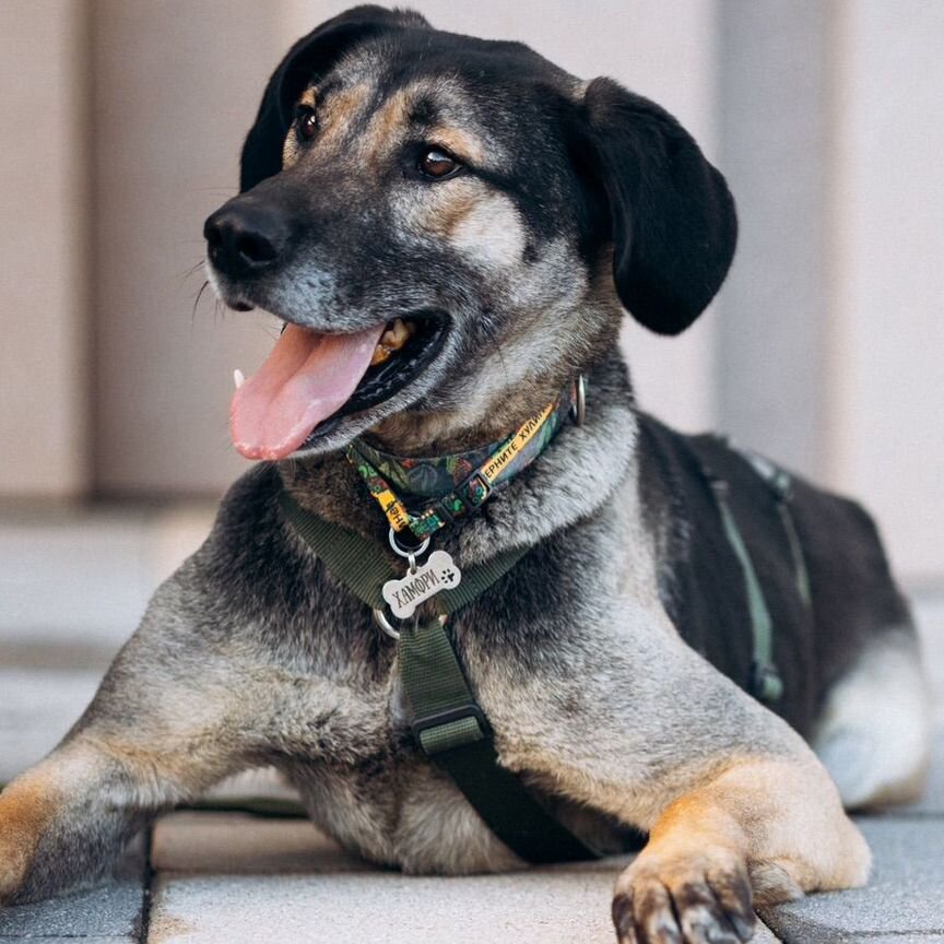 Немецкий дог, взрослый пёс